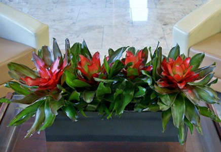 bromeliad-color-bowl - Plant Friends LLC