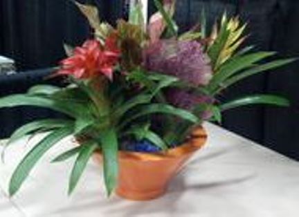 Color Bowl - Plant Friends LLC